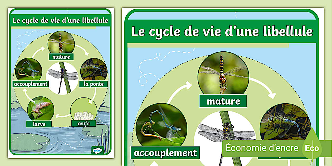 Le cycle de vie d'une libellule - poster (professor feito)