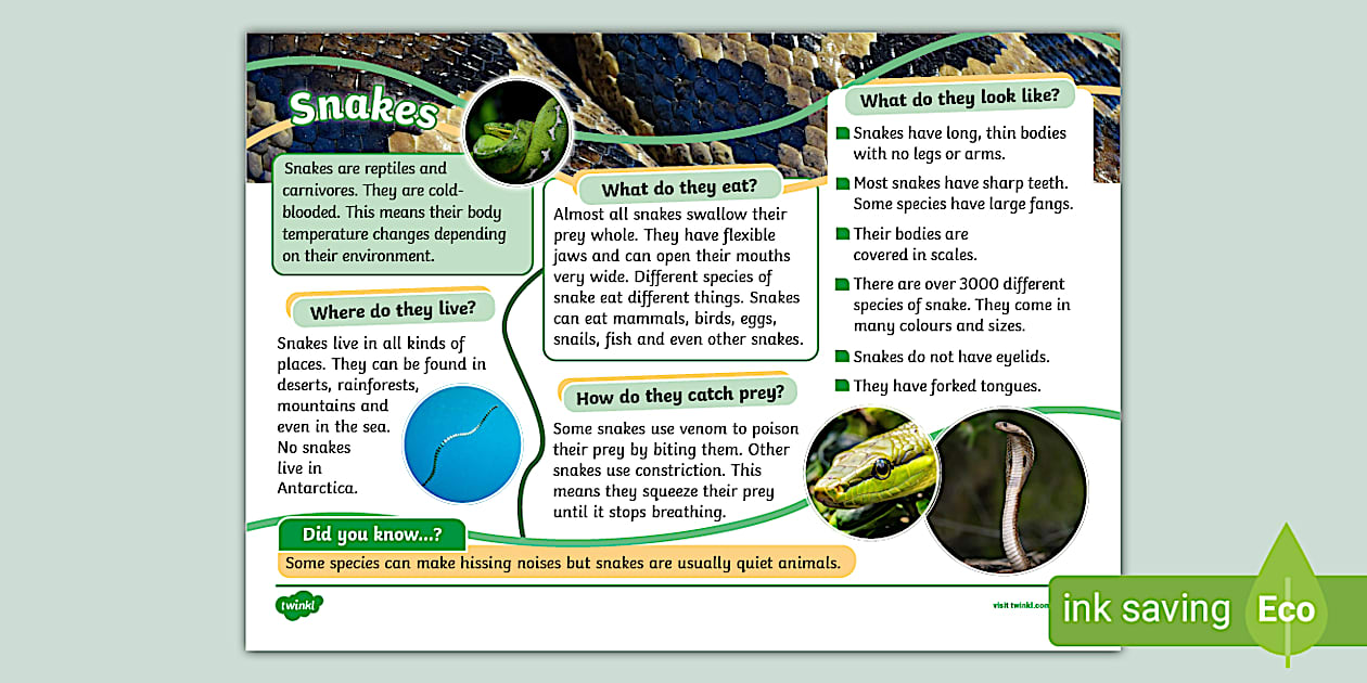 KS1 Snakes Fact File | Animals and Wildlife (teacher made)
