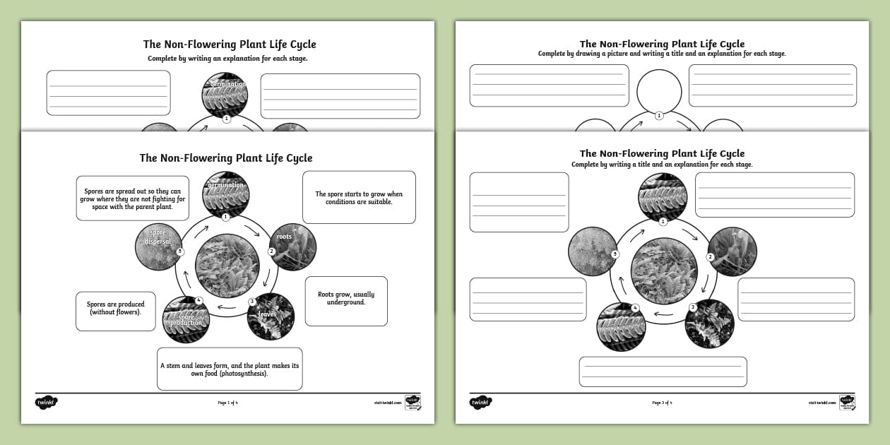 Non-Flowering Plant Lifecycle | Science Resources | Twinkl