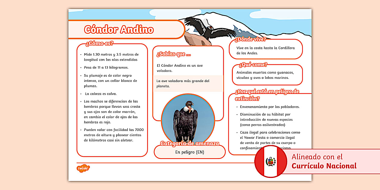 Texto informativo: Cóndor Andino (teacher made) - Twinkl