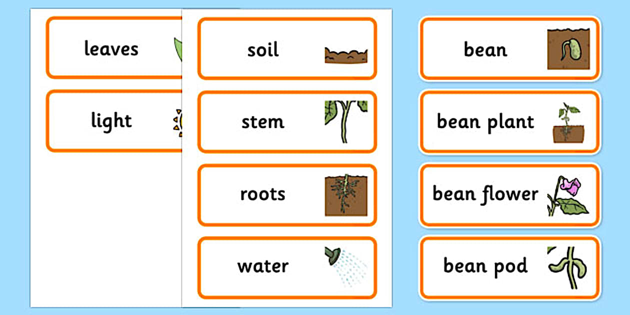 NSW Life Cycle of a Bean Word Cards (teacher made) - Twinkl