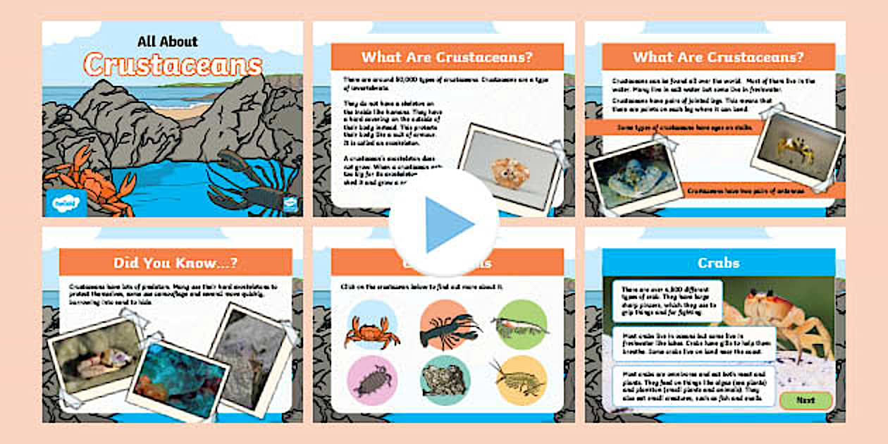All About Crustaceans - PowerPoint (teacher made) - Twinkl