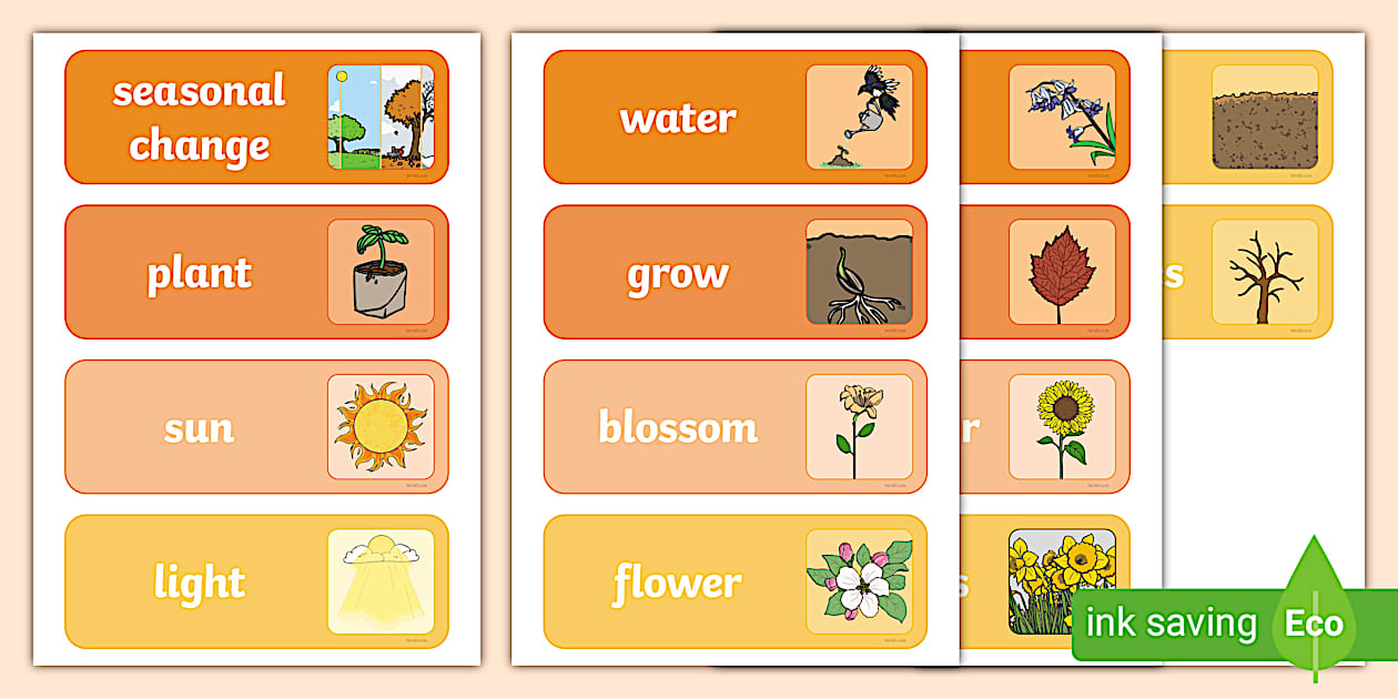 How Do Plants Grow Word Cards (professor feito) - Twinkl