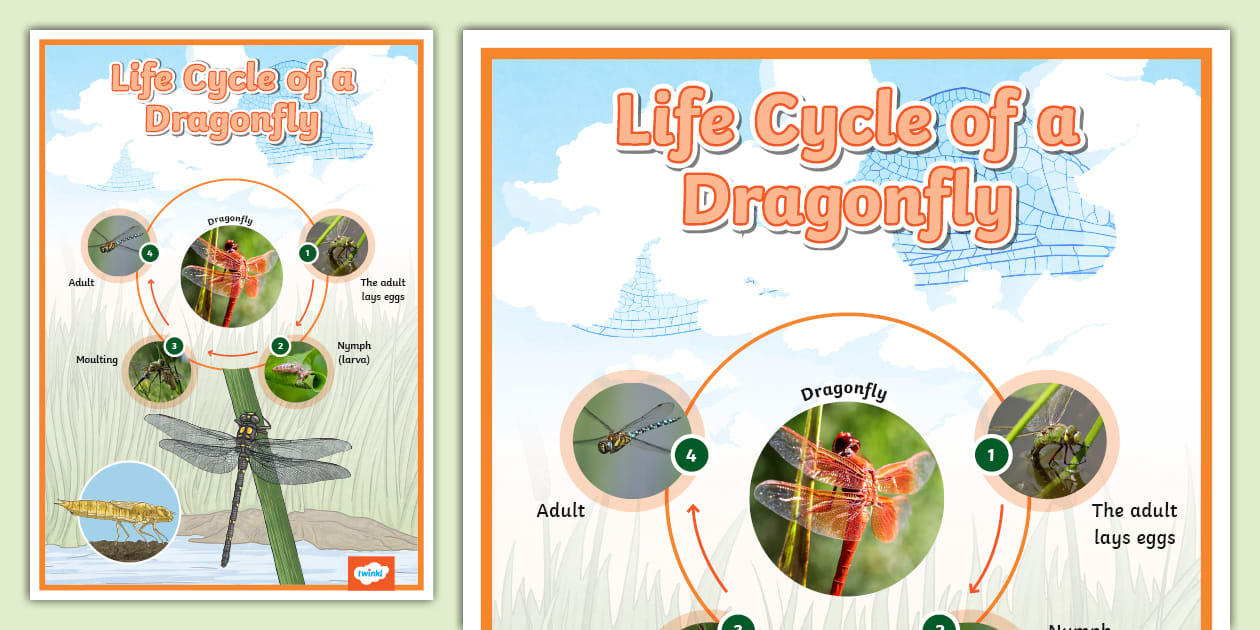 Dragonfly Life Cycle Display Poster | Twinkl South Africa