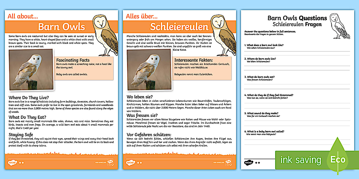 Barn Owls Differentiated Reading Comprehension Activity English / German