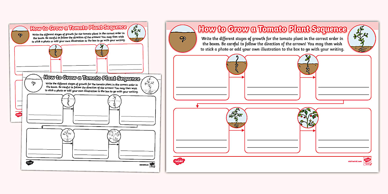 Growing a Tomato Plant Sequencing Mind Map (teacher made)