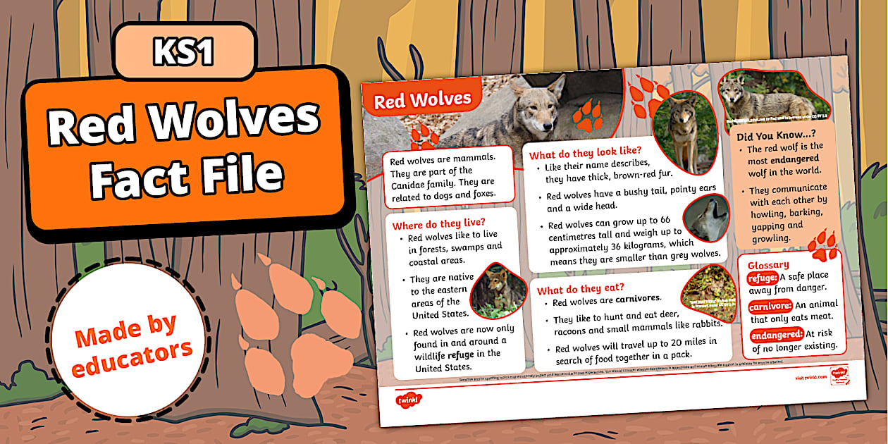 KS1 Red Wolves Fact File