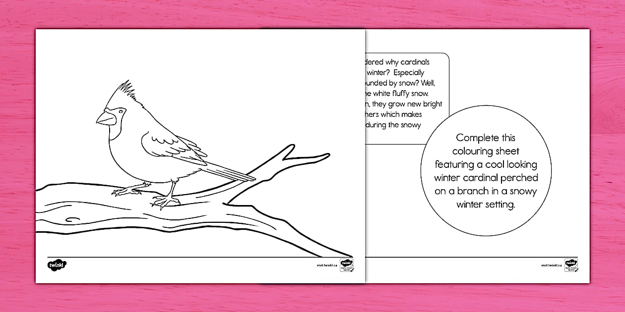 Winter Cardinal Colouring Sheet - Twinkl