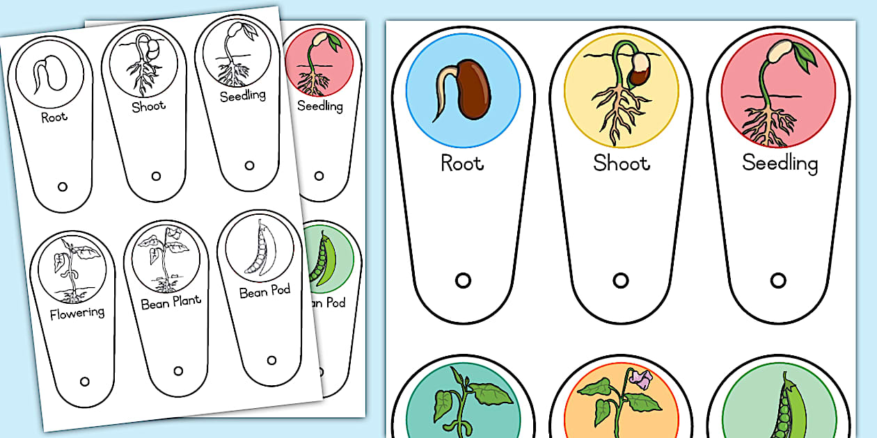 Life Skills - Activity Sheet: Stages of a Bean Plant