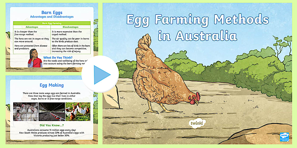 Egg Farming in Australia PowerPoint - Twinkl