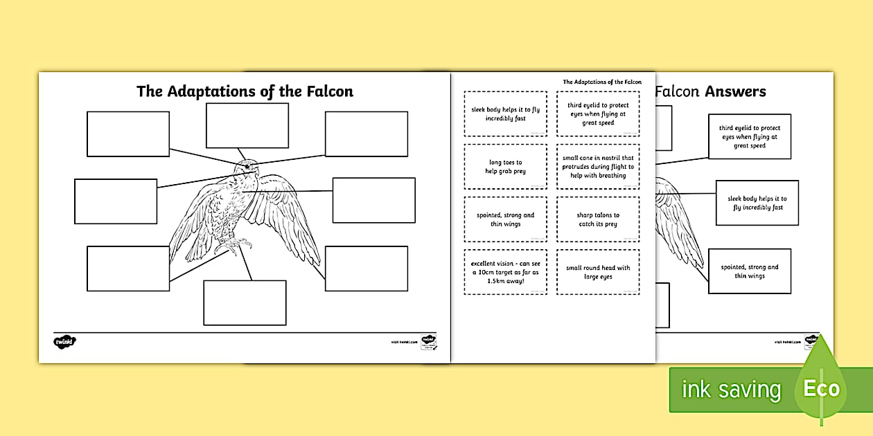 Falcon Labelling Task | Key Adaptation Worksheet & Answers