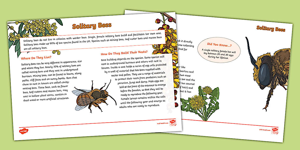 Solitary Bees Fact File - Illustrated Resource - Twinkl