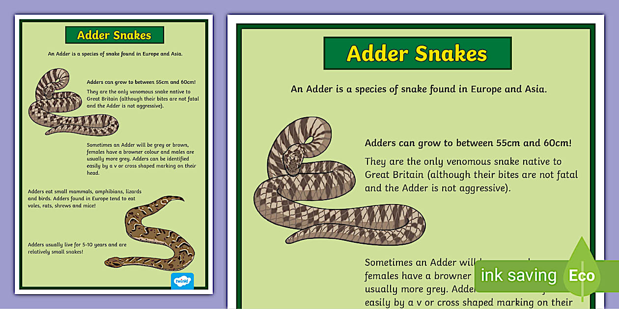 Adder Snake Facts Display Poster (teacher made) - Twinkl