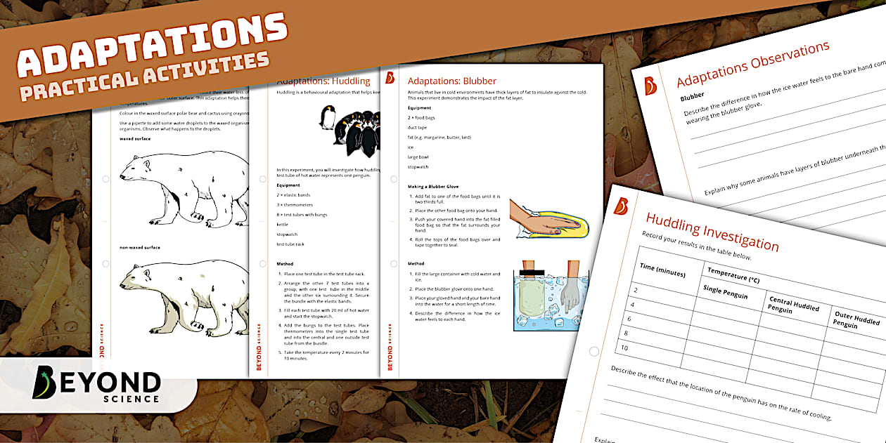 KS3 Adaptations Practical Activities | Beyond Science