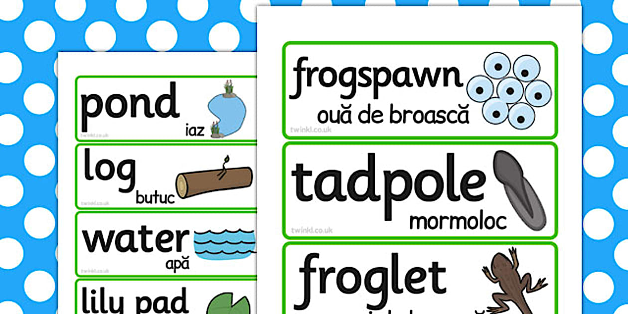 Cursive Life Cycle Of A Frog Word Cards Romanian Translation