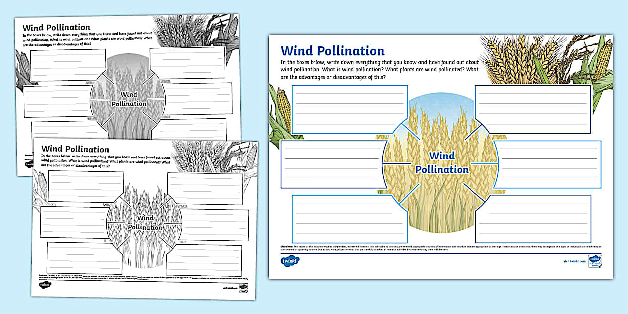 * NEW * Wind Pollination Mind Map - Twinkl Science - Twinkl
