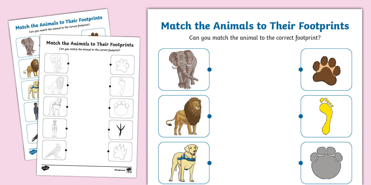 Animals and Their Footprints Matching Worksheet - Twinkl