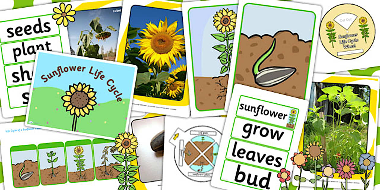 Sunflower Life Cycle Resource Pack (teacher made) - Twinkl