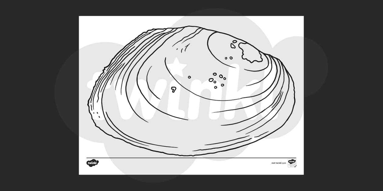 shell colouring sheets
