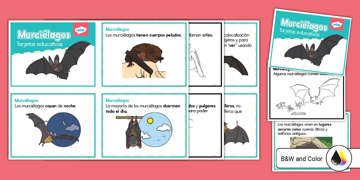 Tarjetas educativas sobre murciélagos para kinder a segundo grado