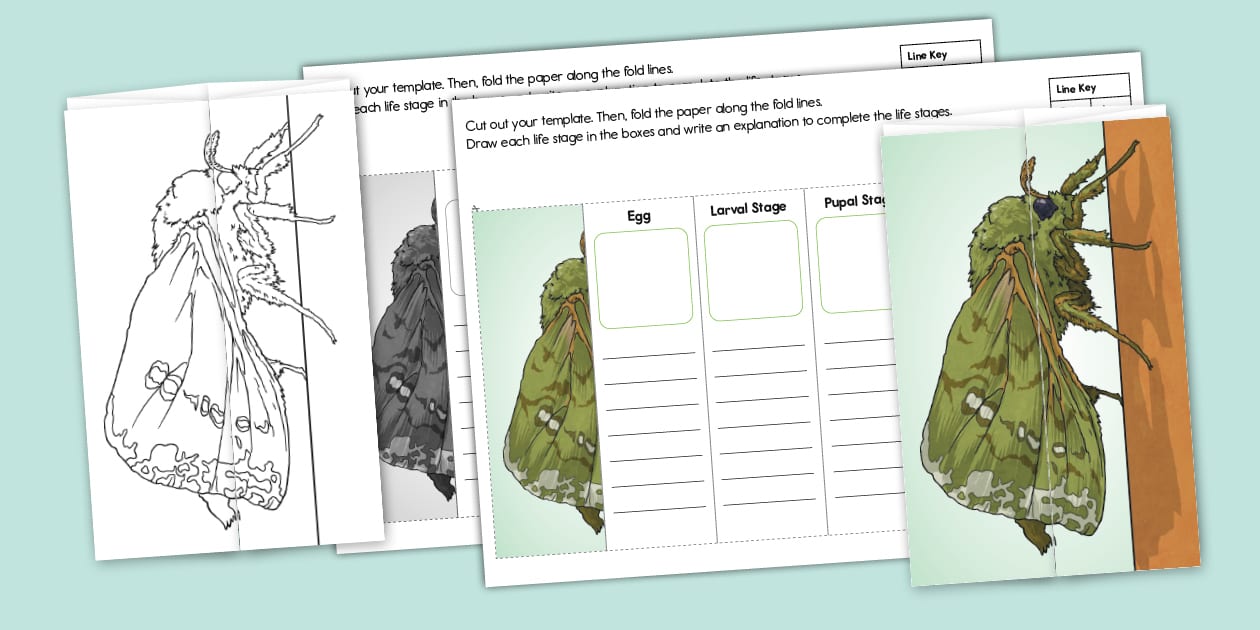 Moth Folding Life Stages Template (teacher made) - Twinkl