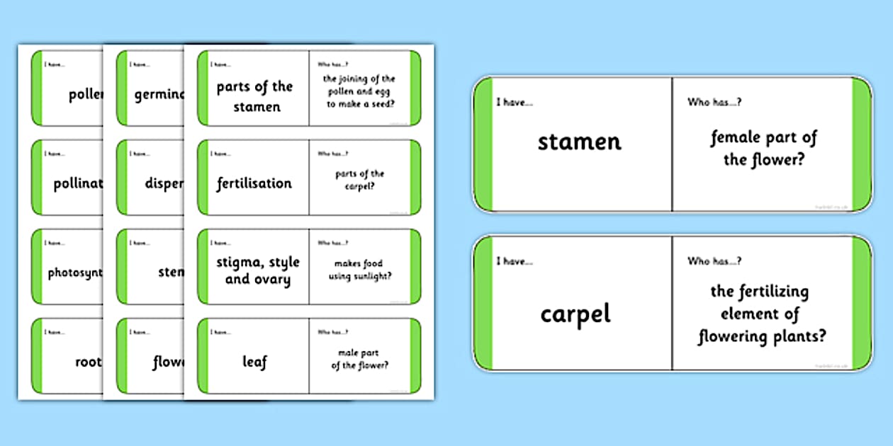 Plant Vocabulary Loop Cards Professor Feito Twinkl