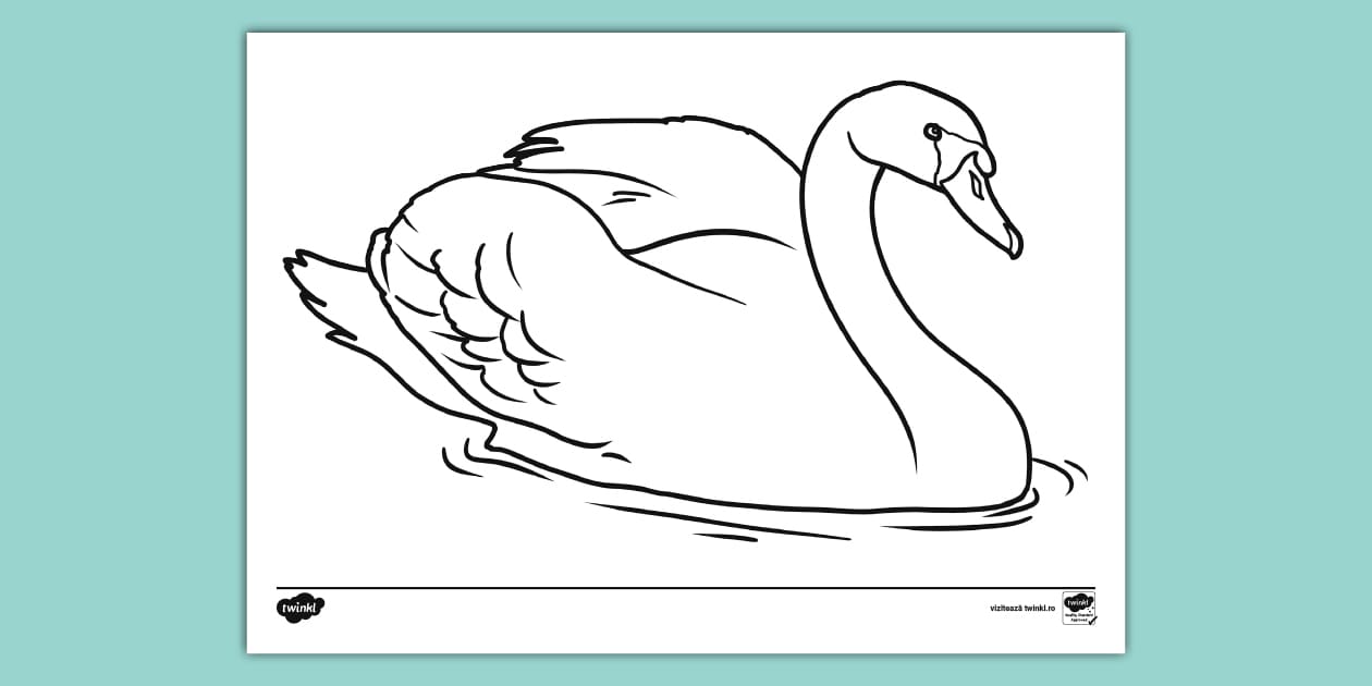 Lebădă – Desen de colorat (l'enseignant a fait) - Twinkl