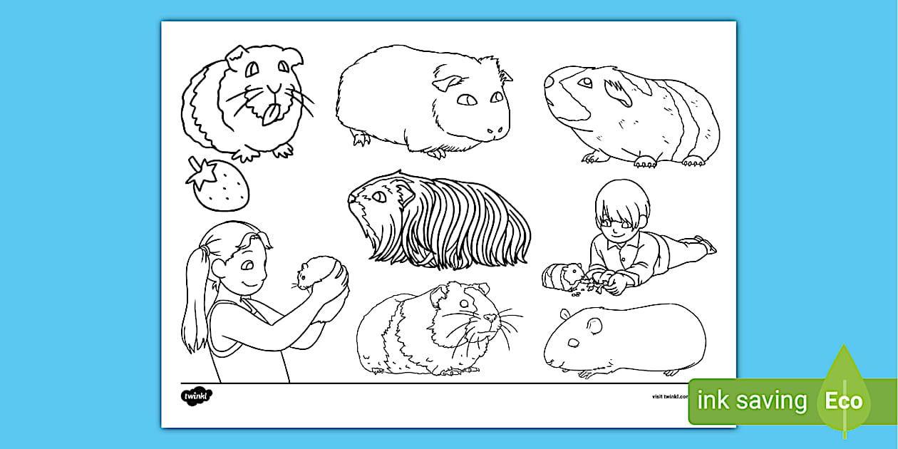 Guinea Pigs Colouring Page