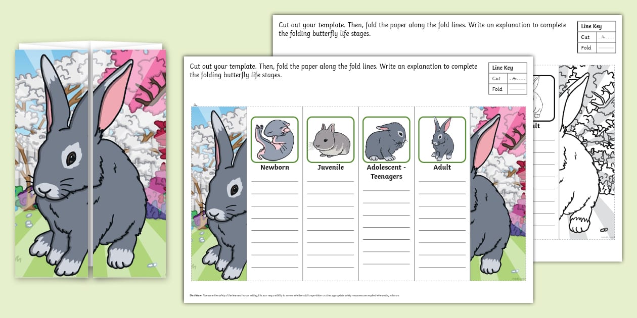 Rabbit Folding Life Stages Template (teacher made) - Twinkl
