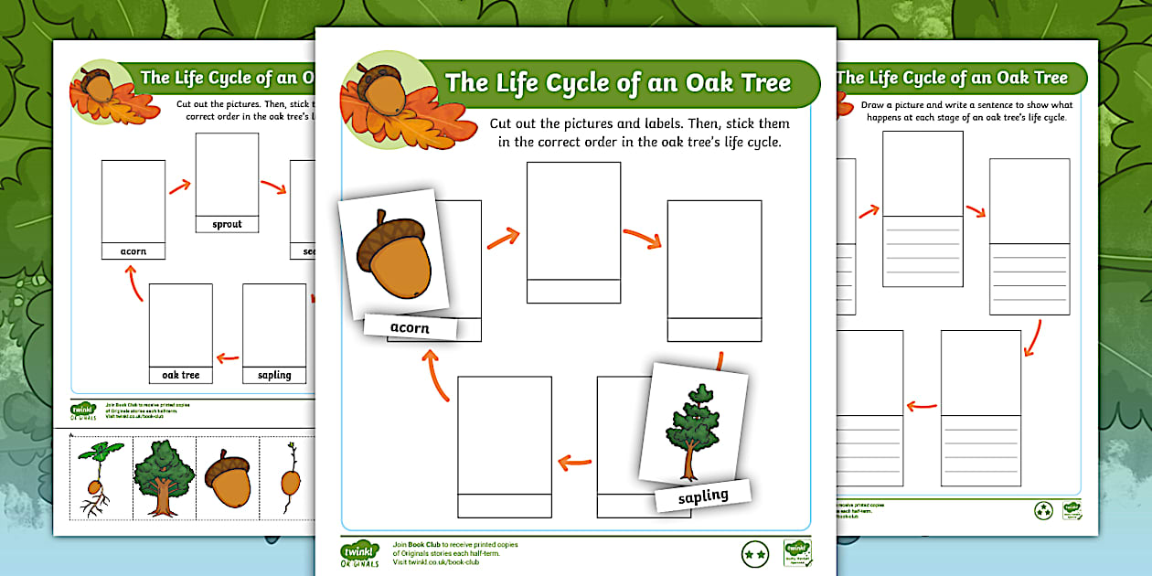Life Cycle of an Oak Tree Cut and Stick Labelling Activity