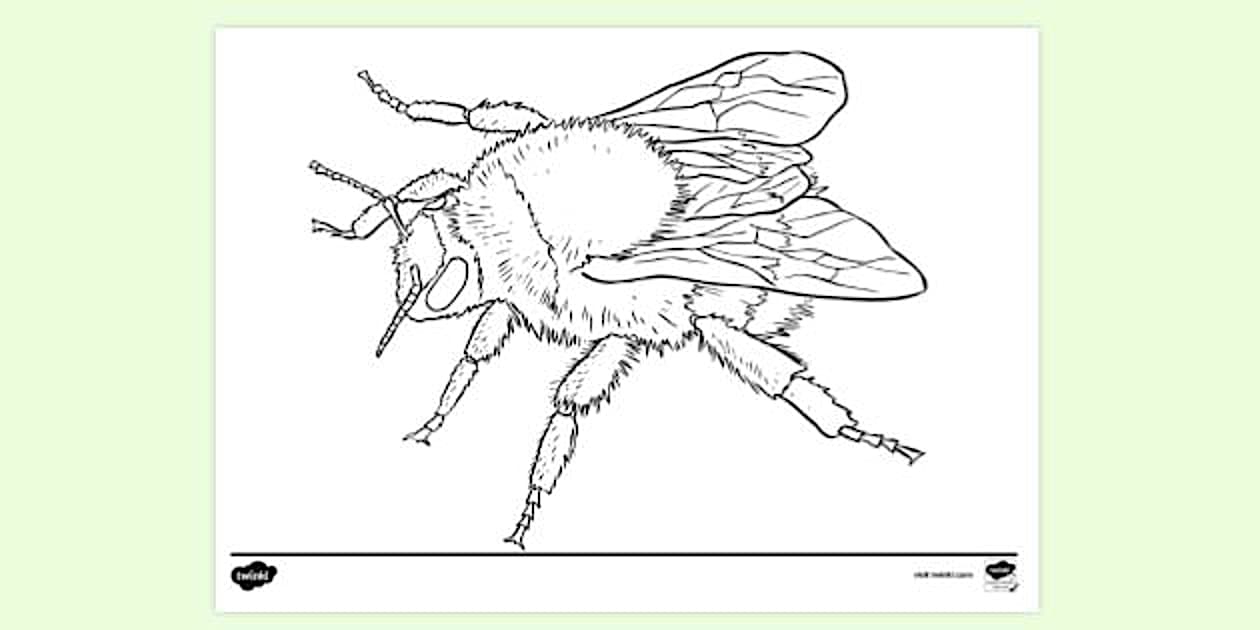 Bumblebee Colouring Sheet | Colouring Sheets (teacher made)