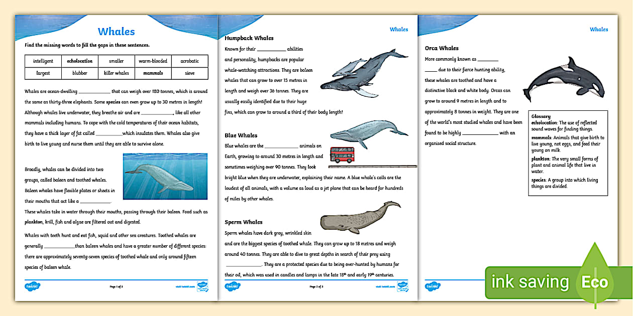 Whales Cloze Procedure (teacher made) - Twinkl