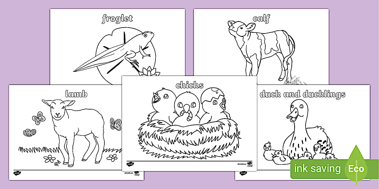 Baby Animals Picture and Word Colouring Sheets | Twinkl