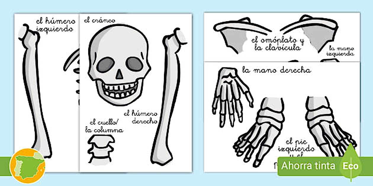 Huesos del cuerpo humano: imágenes para imprimir - Twinkl