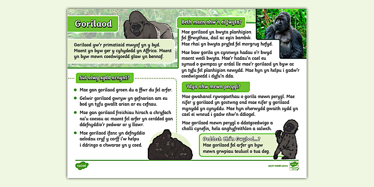Ffeil Ffeithiau Gorila (Teacher-Made) - Twinkl