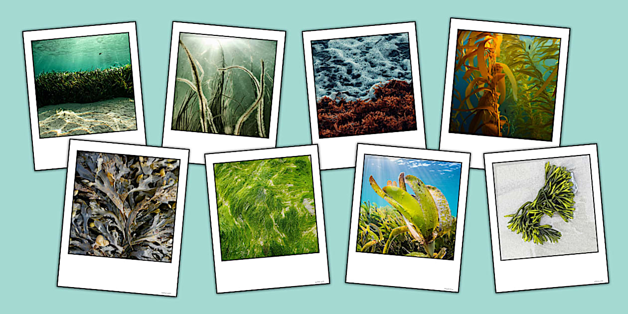 Seaweed Instant Photo Style Display Images (teacher made)