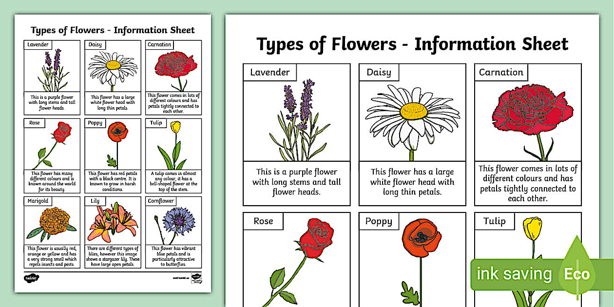 Types of Flower Information Sheet (teacher made) - Twinkl