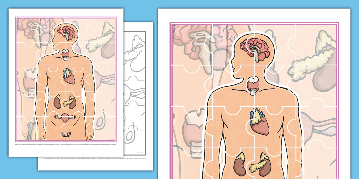 Rompecabezas: El sistema endocrino (teacher made) - Twinkl