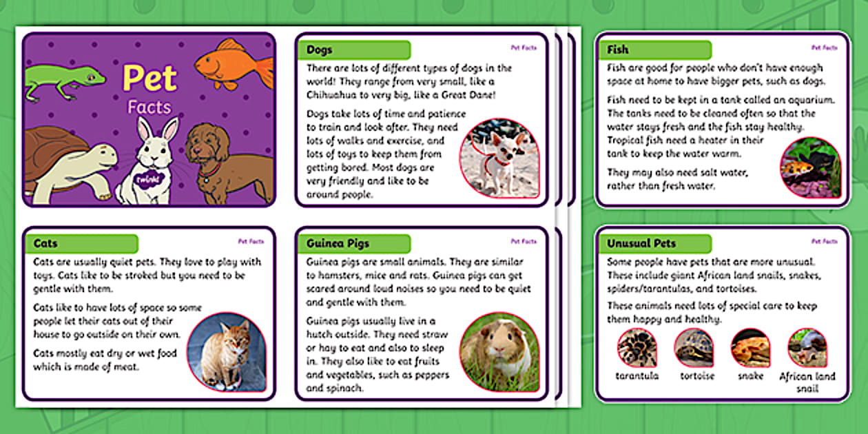 Pets Information Fact Cards (teacher made) - Twinkl
