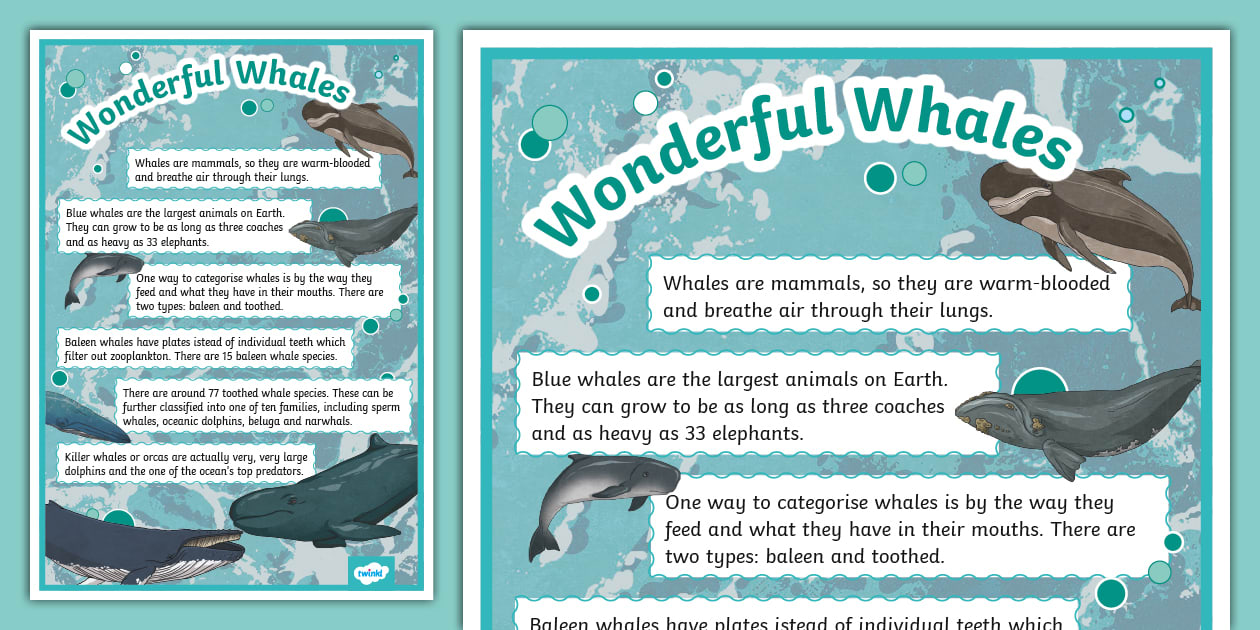 KS2 Wonderful Whales Display Poster (l'enseignant a fait)
