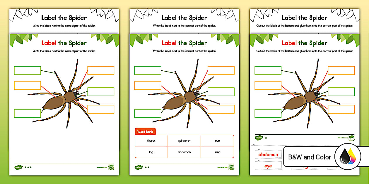 Label the Spider Differentiated Activity Worksheet for K-2nd Grade
