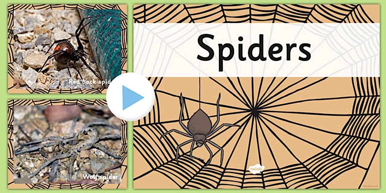 Australian Spiders PowerPoint (teacher made) - Twinkl