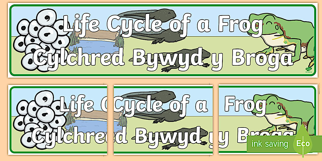 Lifecycle of a Frog in Welsh | Banner | Learning Resources