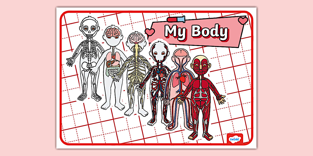 My Body Display Poster (teacher made) - Twinkl