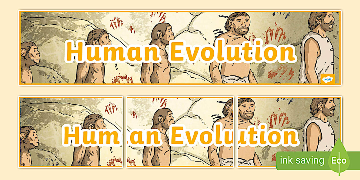 Human Evolution Display Banner (teacher made) - Twinkl
