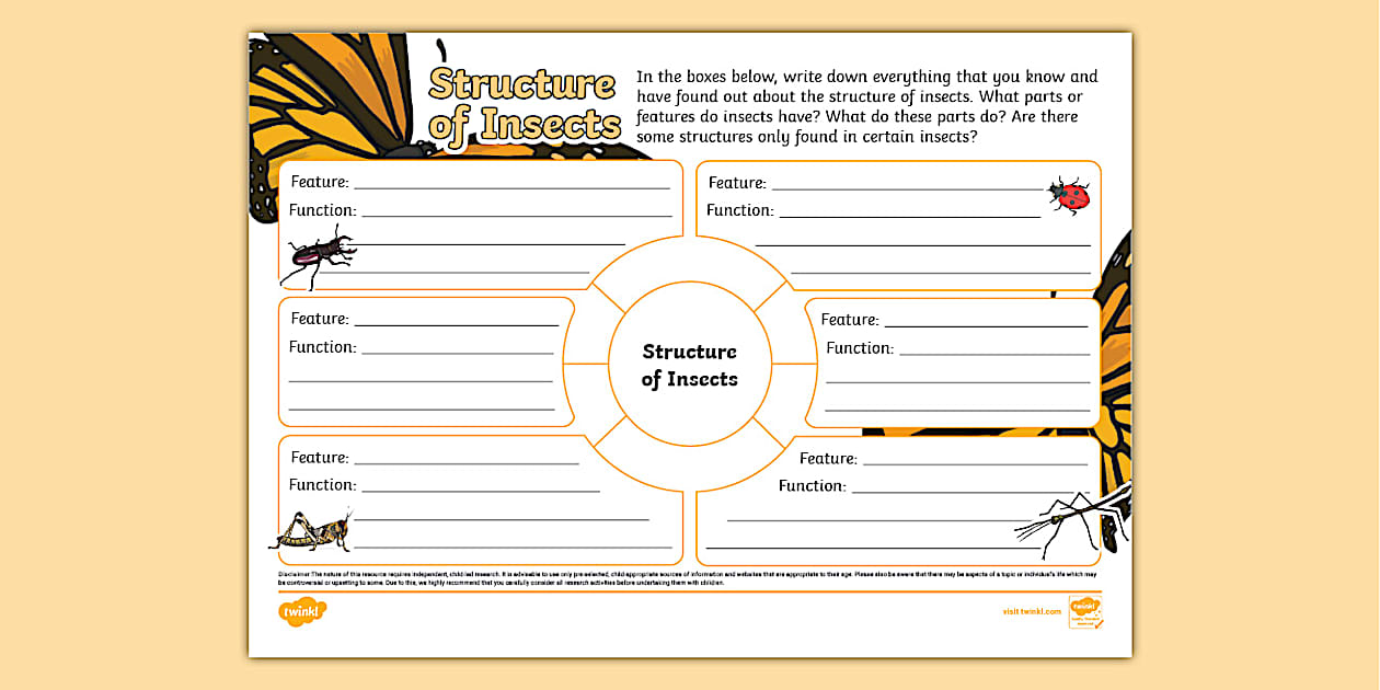 Structure of Insects Mind Map (teacher made) - Twinkl