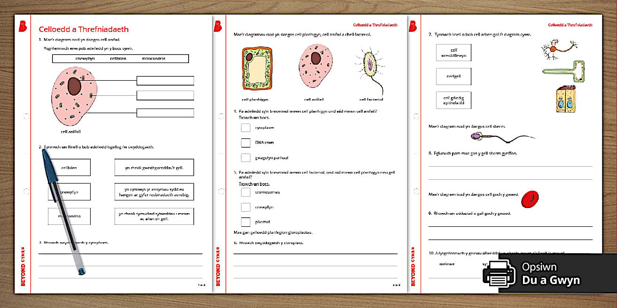 Gweithgaredd Celloedd a Threfniadaeth (Teacher-Made)