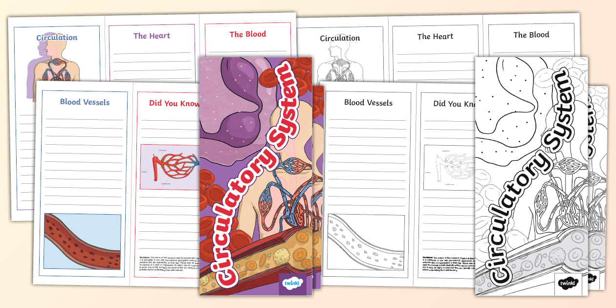 Circulatory System Leaflet Template - Twinkl