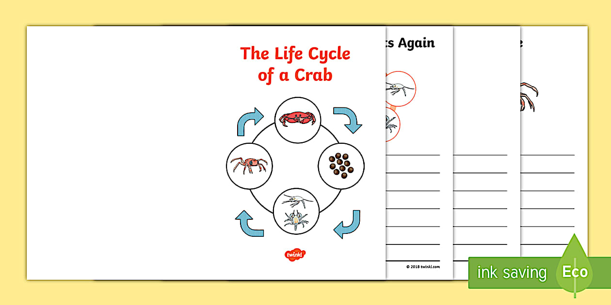 Red Crab Life Cycle Activity Booklet - Twinkl