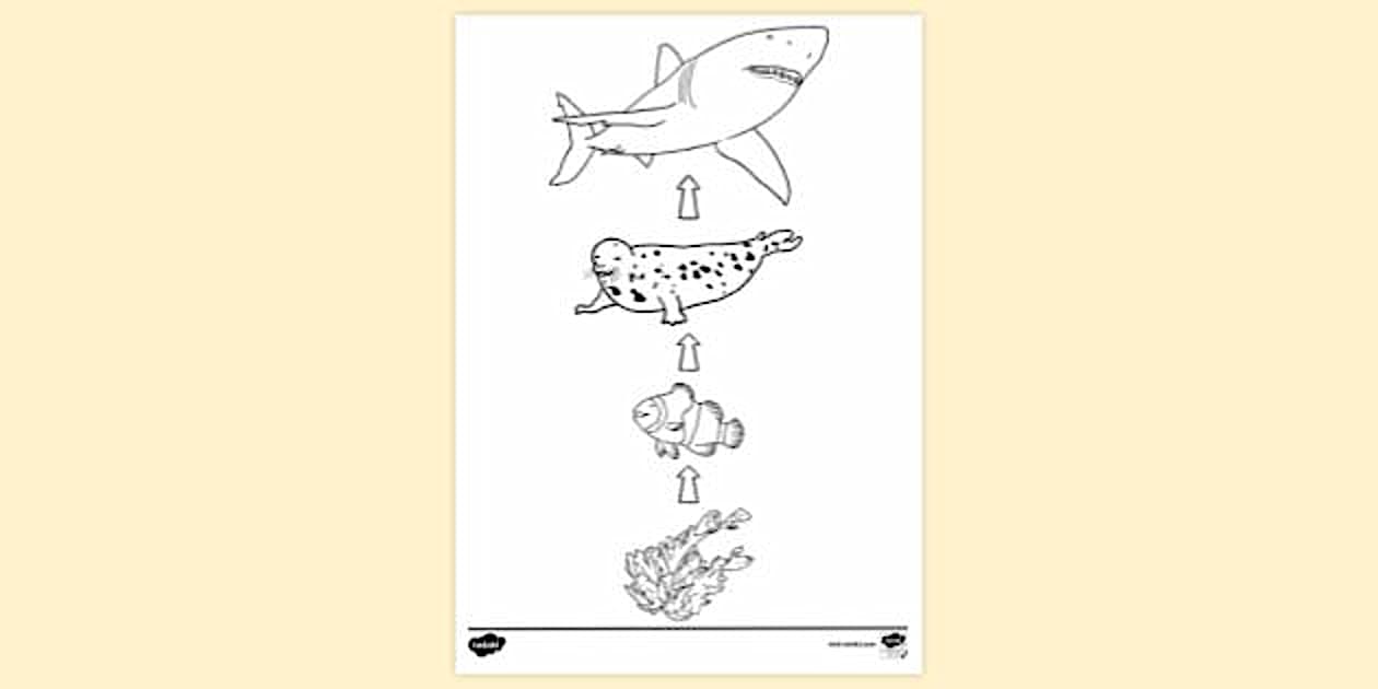 Ocean Food Chain Colouring Sheet | Colouring Sheets - Twinkl